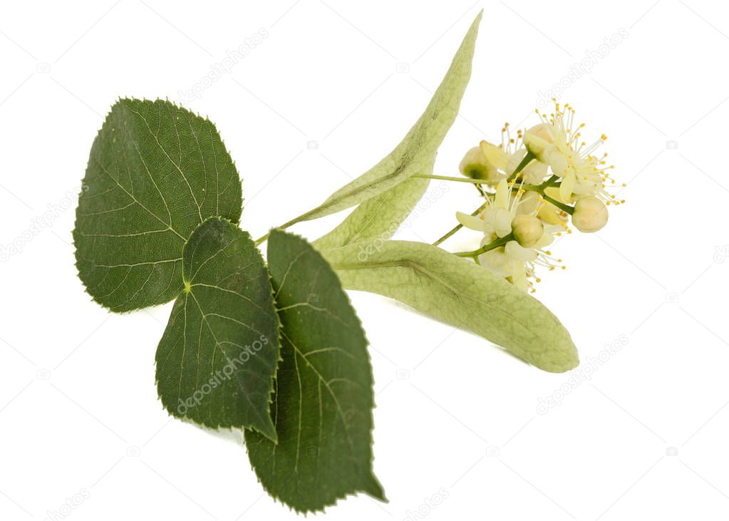 Flores y hojas de tilo, aisladas sobre fondo blanco 2022