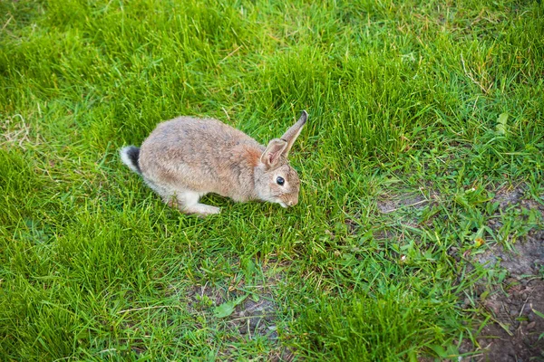 Andava un conojito comiendo sacatito Fotografii din stoc | Andava un ...