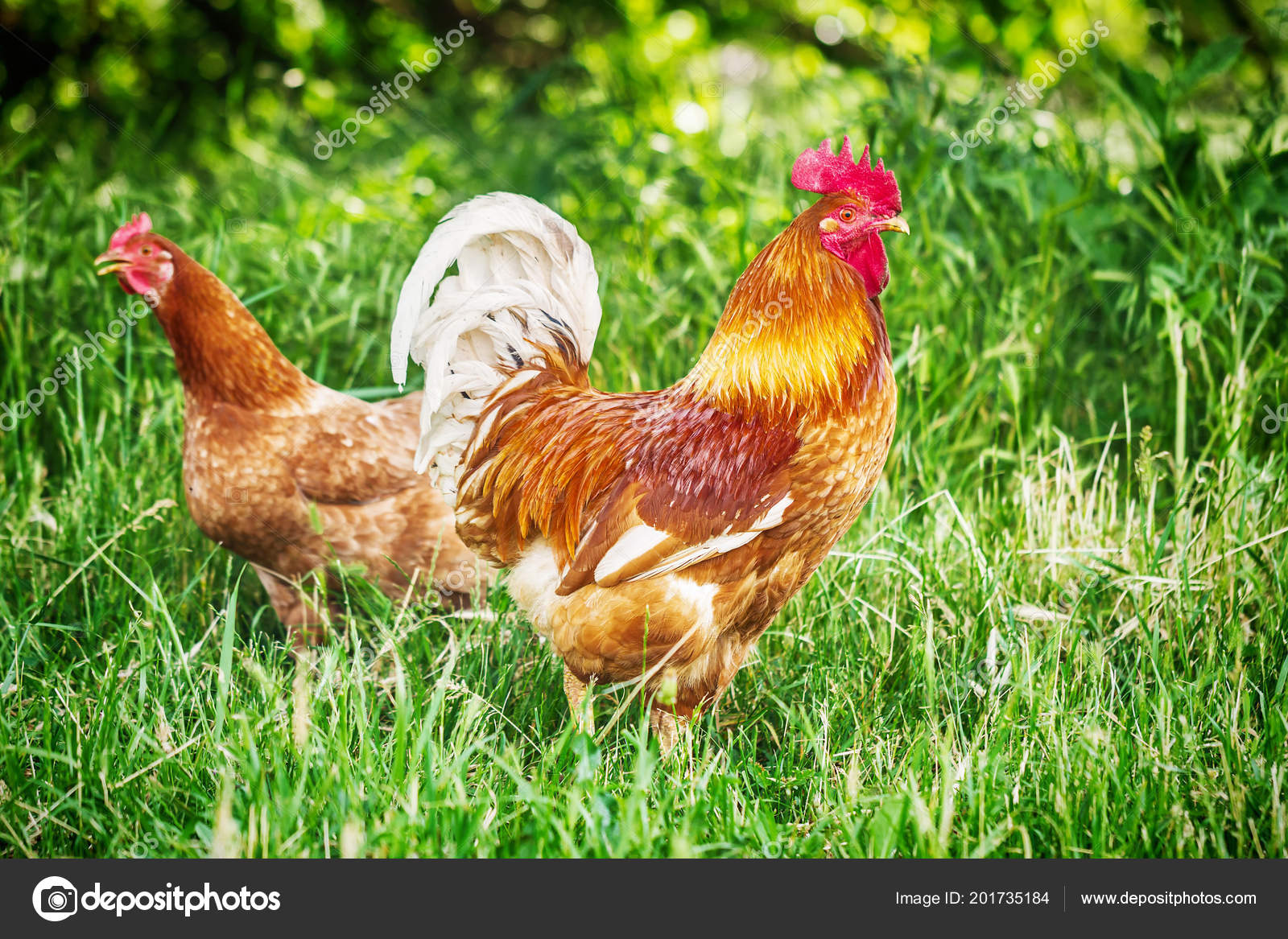 Big red rooster and chicken on a free-range farm Stock Photo by ©bozhdb ...