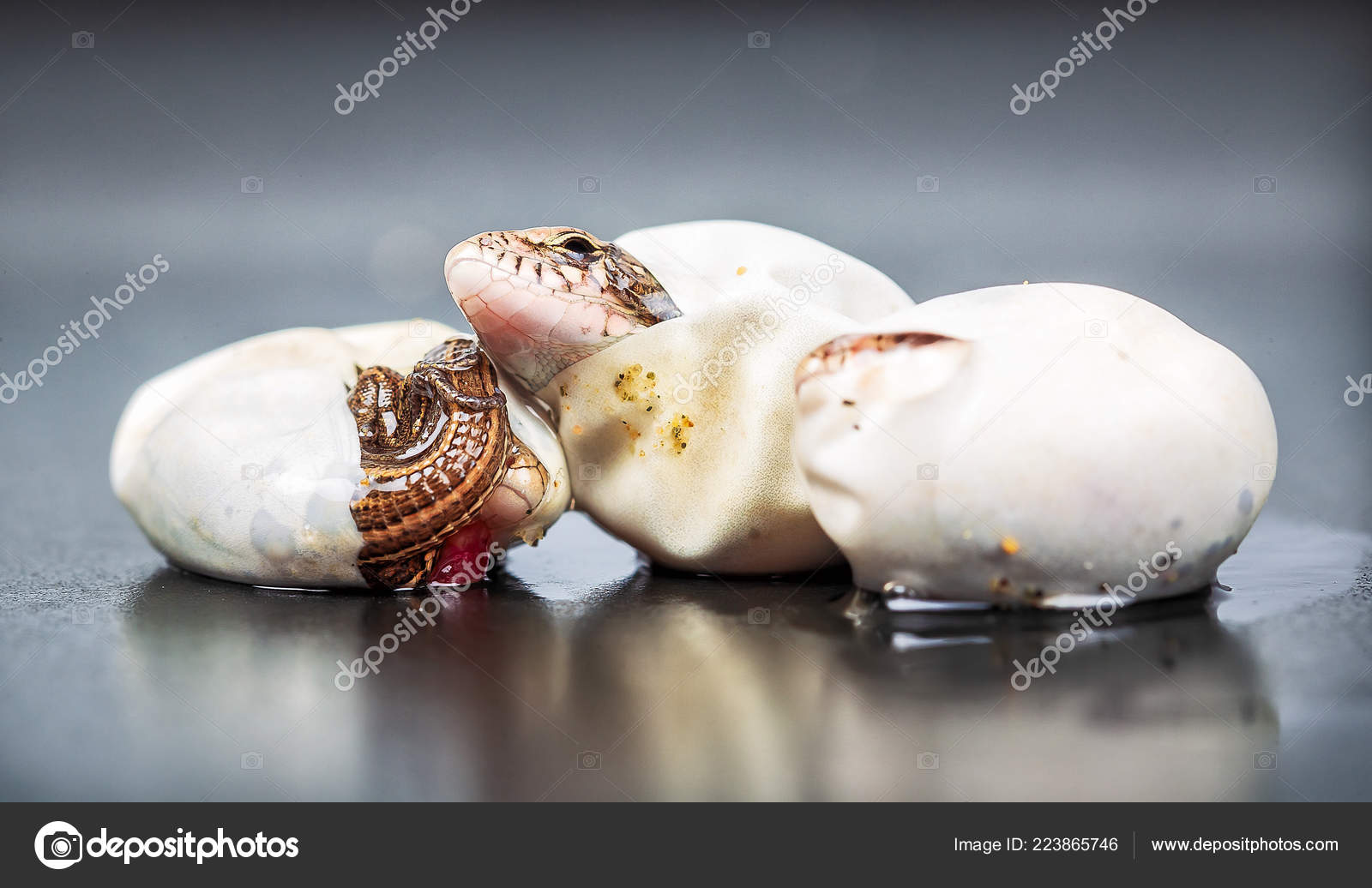 Sand lizards hatching Stock Photo by ©bozhdb 223865746