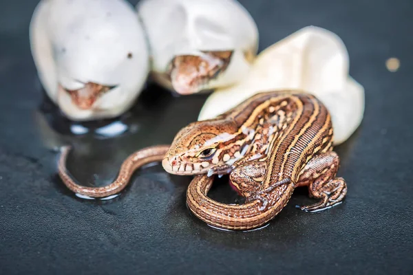 Sand lizards hatching Stock Photo by ©bozhdb 226038100