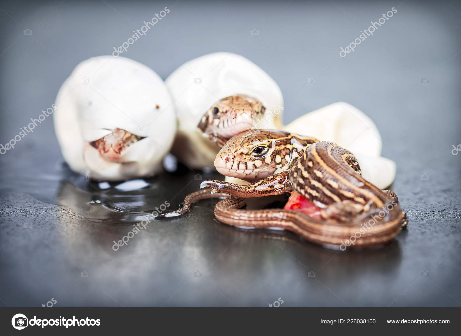 Sand lizards hatching Stock Photo by ©bozhdb 226038100