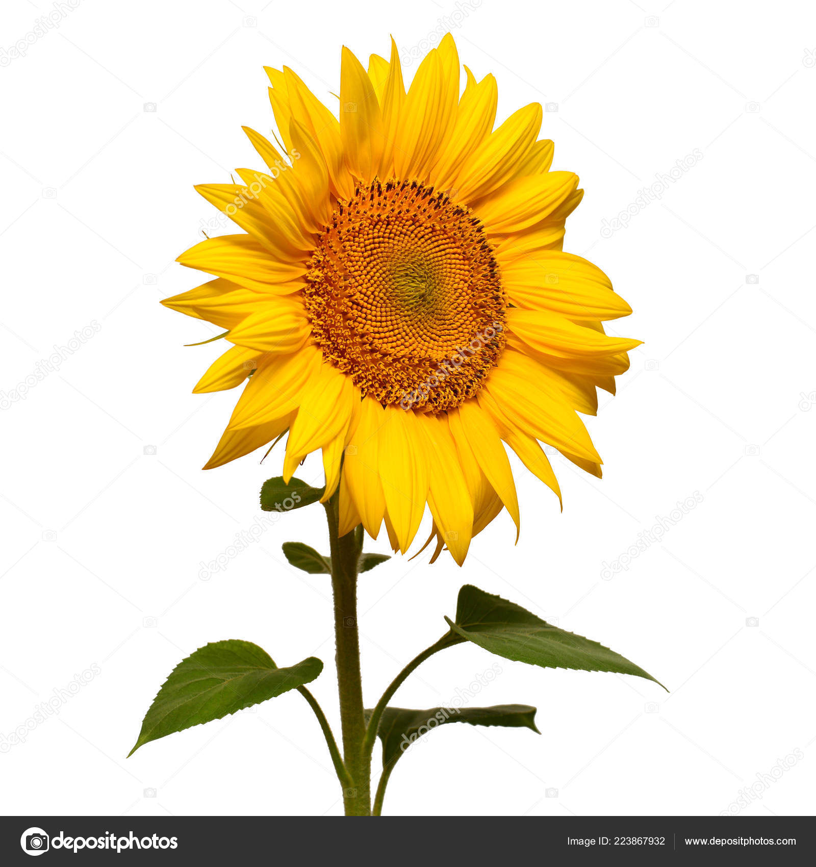 Sunflower White Background