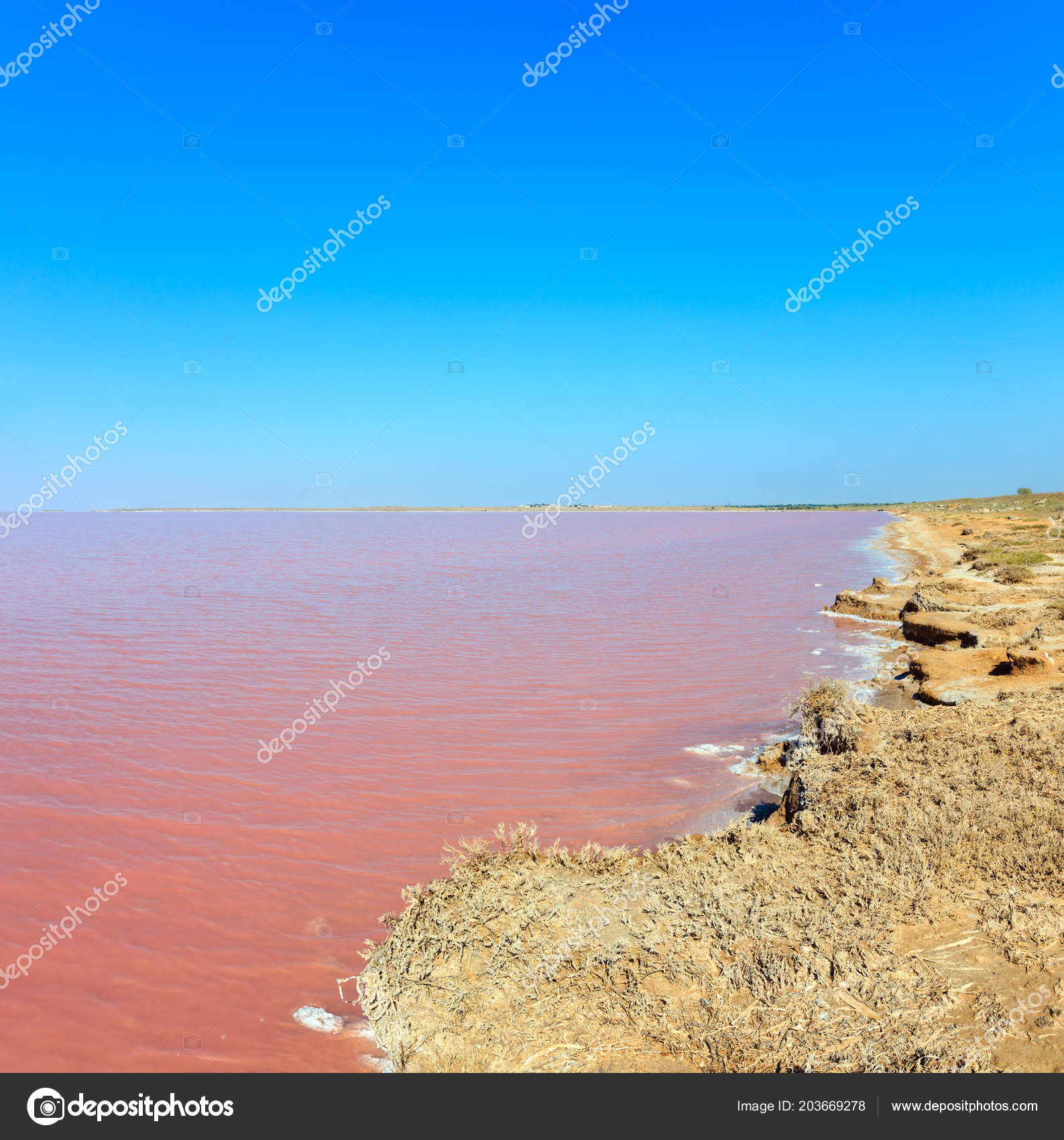 Pink Extremely Salty Syvash Lake Colored Microalgae Crystalline Salt ...
