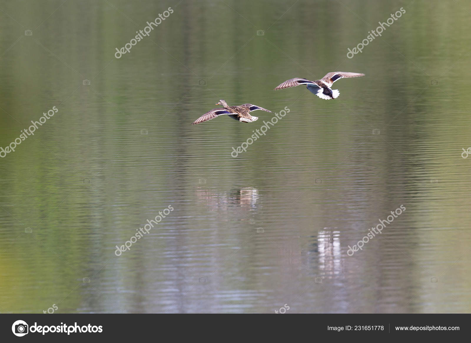 Mallard Ducks Paired Spring Swimming Pond Stock Photo by ©wollertz ...