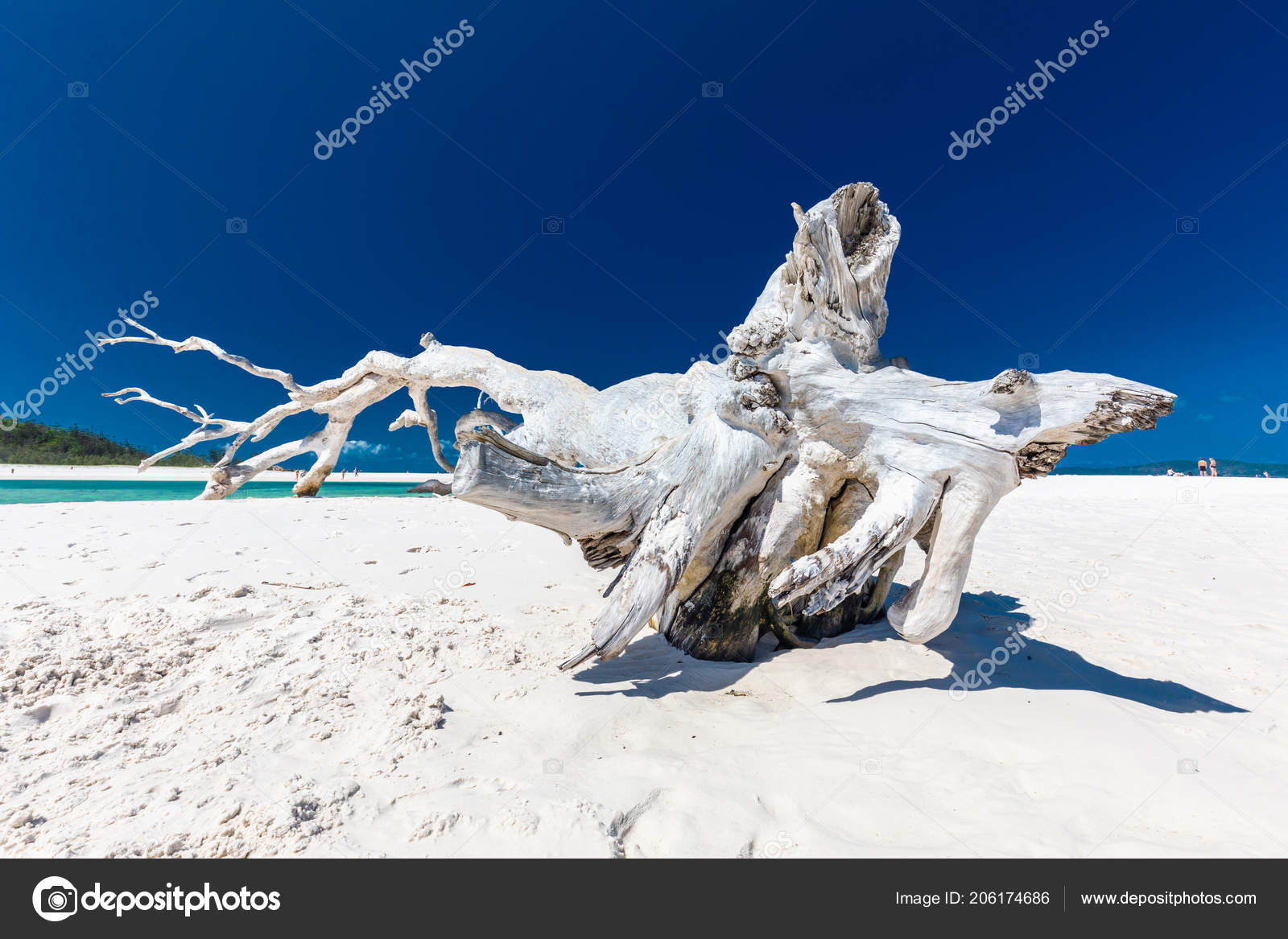 White Driftwood Tree Amazing Whitehaven Beach White Sand Whitsunday ...