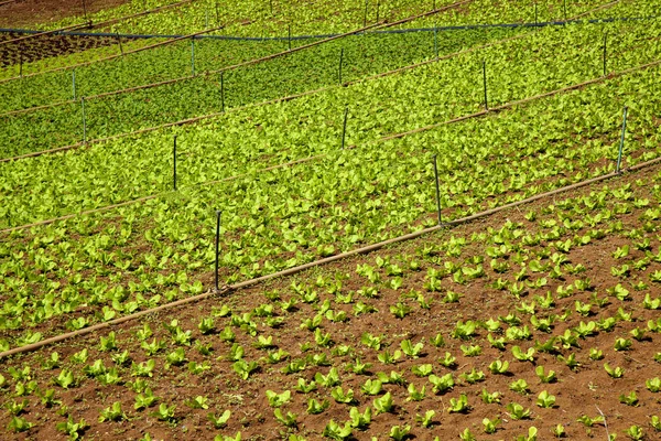 Gran Canaria, September, leafy vegetables growing on red volcanic soil ...
