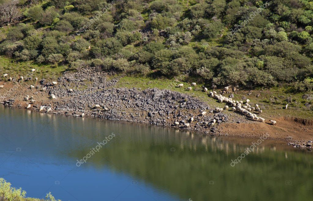 Gran Canaria, febrero, un rebaño de ovejas bajando empinada pendiente para beber del embalse 2022