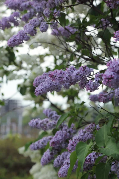 Liliowy city Stock Photos, Royalty Free Liliowy city Images | Depositphotos