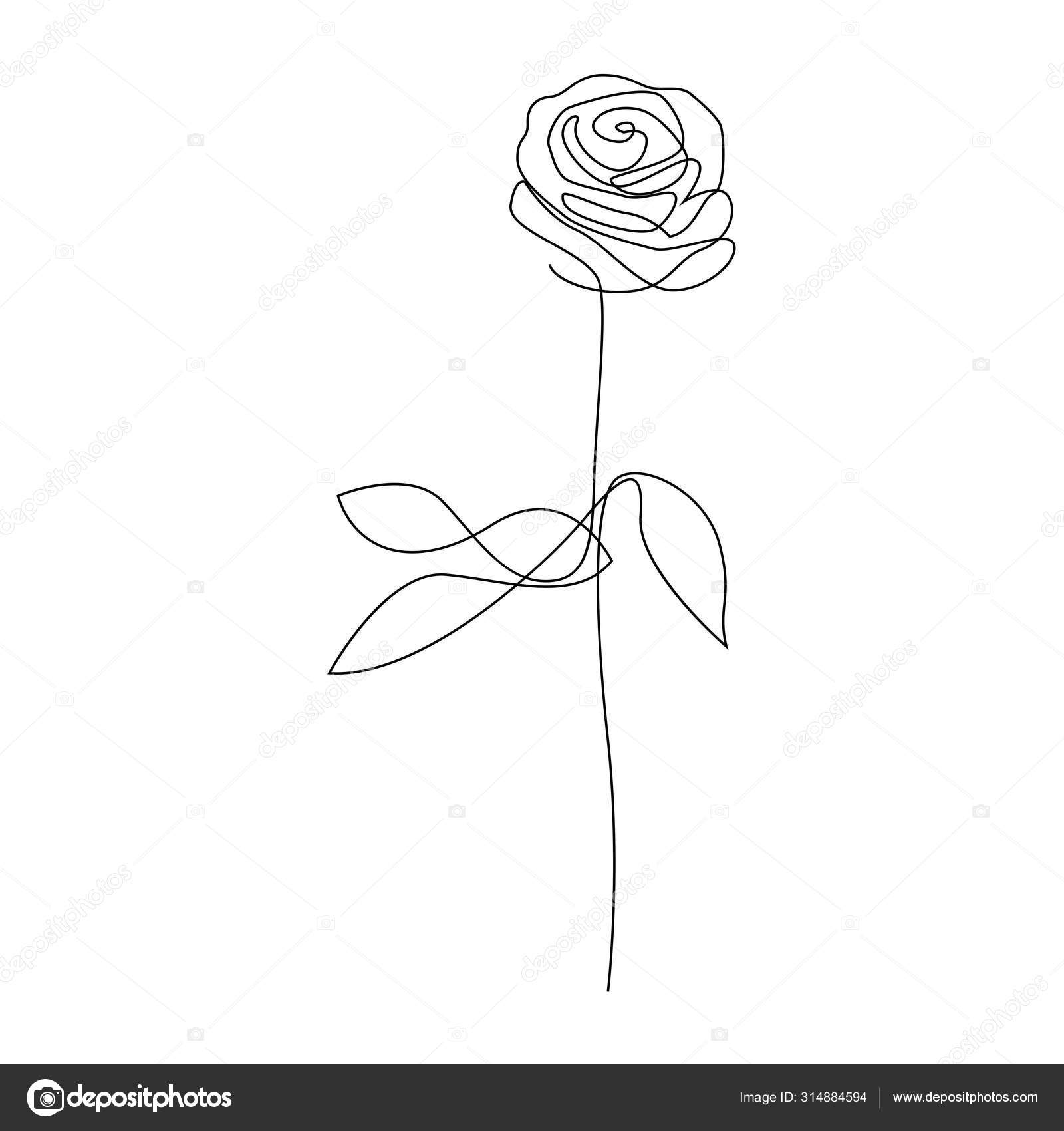 Long Stem Roses Drawings