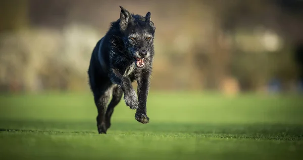 Black dog running through woods at night Stock Photo by ©lightpoet ...
