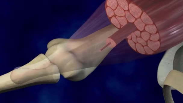 727 Contraction Videos, Royalty-free Stock Contraction Footage ...