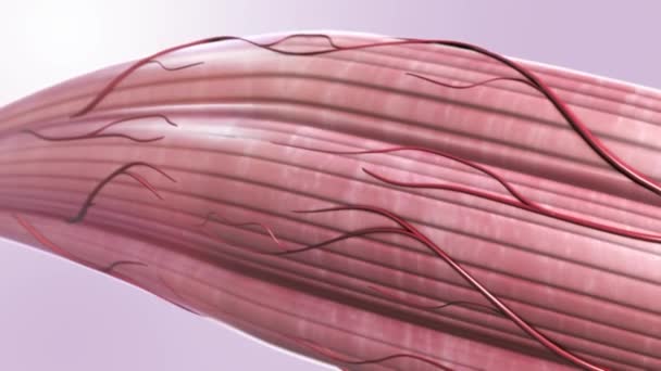 Muscles Tendon Animation — Stock Video © volkan83 #228907828