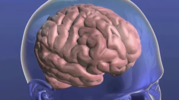 The human brain. Top view. Medical didactic anatomy illustration ...