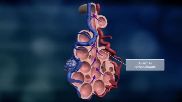 Respiratory system, Alveoli. Oxygen and Carbon Dioxide Exchange — Stock ...