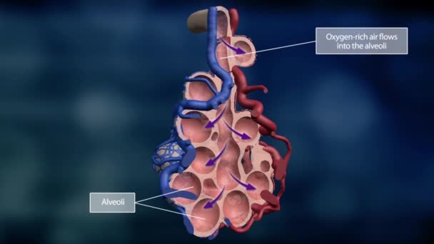 Respiratory system, Alveoli. Oxygen and Carbon Dioxide Exchange — Stock ...