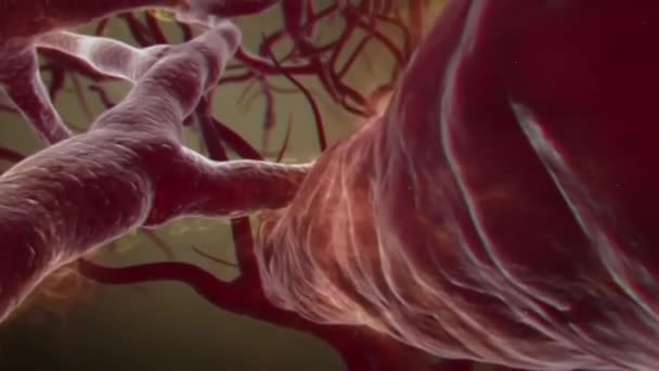 Cardiovascular system Stock Videos, Royalty Free Cardiovascular system ...