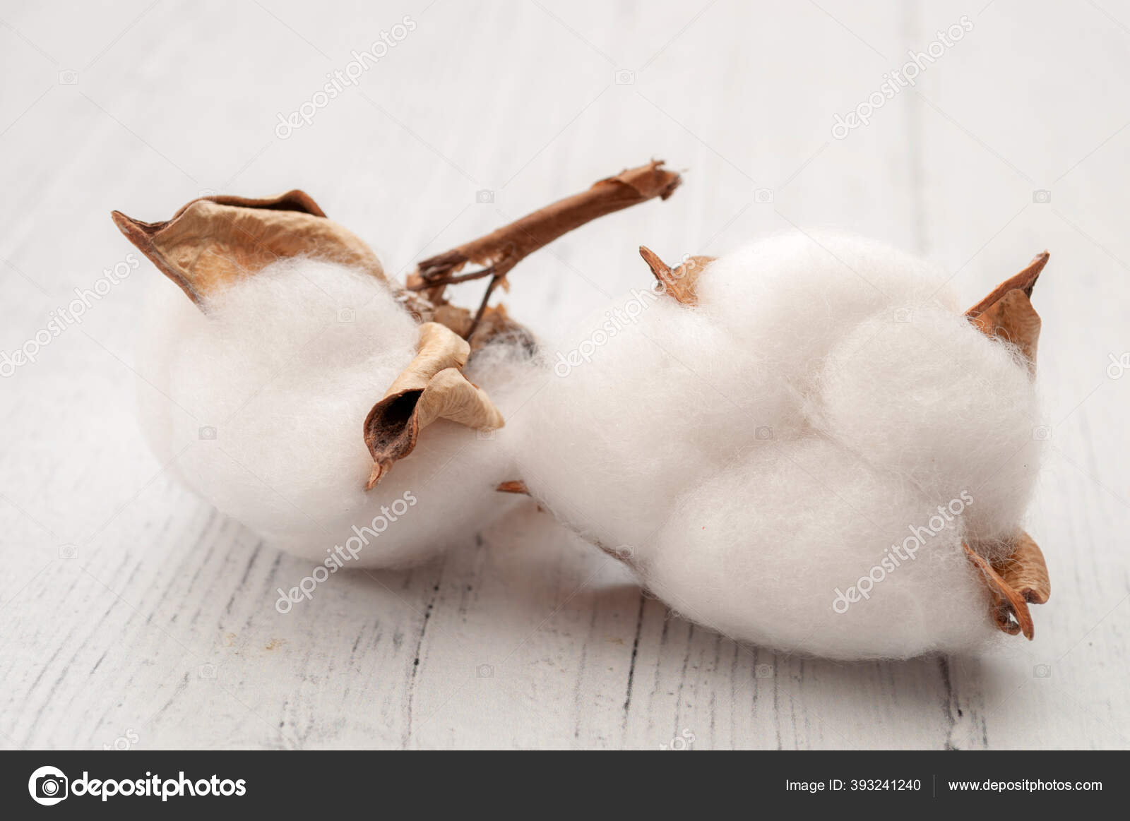 Raw Material Textile Fiber Production Concept Close Cotton Plants ...