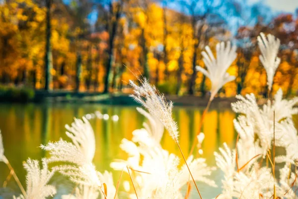 Fall autumn grass background free stock photo public domain Stock ...