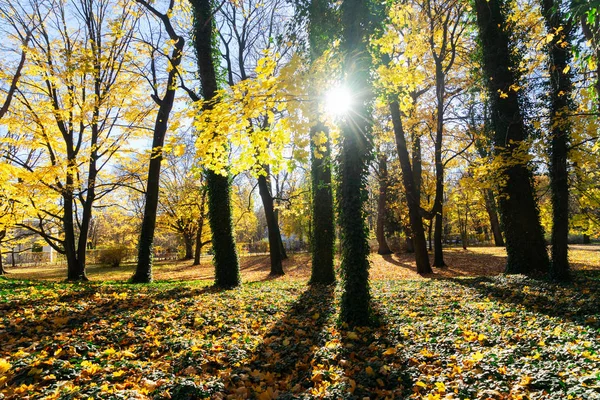 Sun shine among trees Stock Photos, Royalty Free Sun shine among trees ...