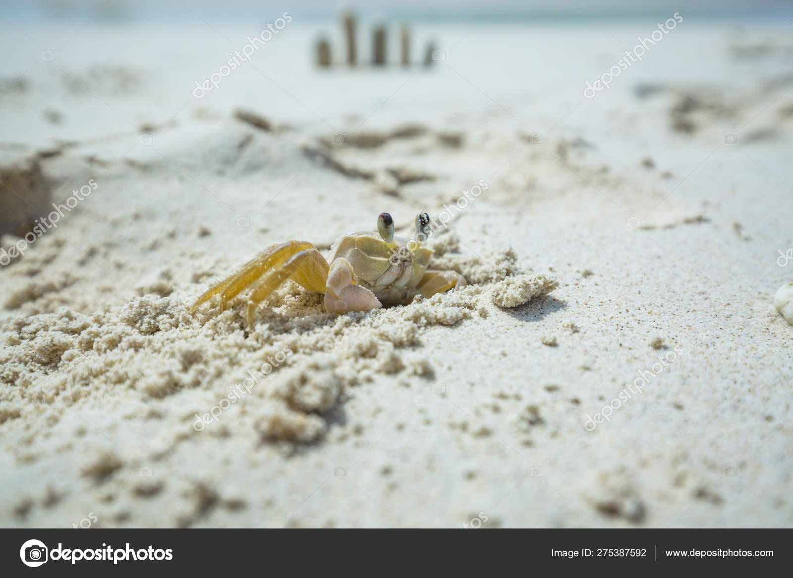 White Sand Crabs