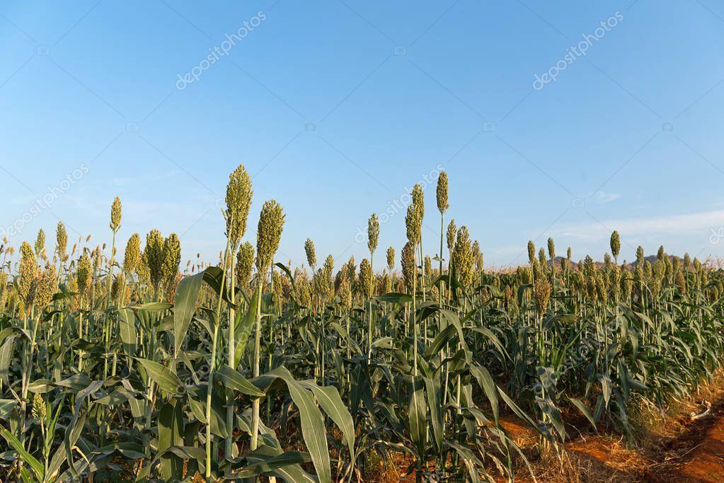 Primer campo de Sorgo o Mijo un cultivo importante de cereales 2022