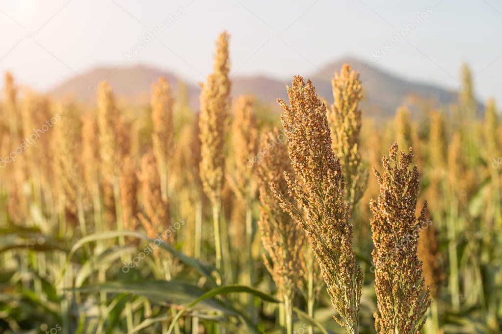 Mijo o sorgo: un cultivo importante de cereales en el campo, el sorgo ...
