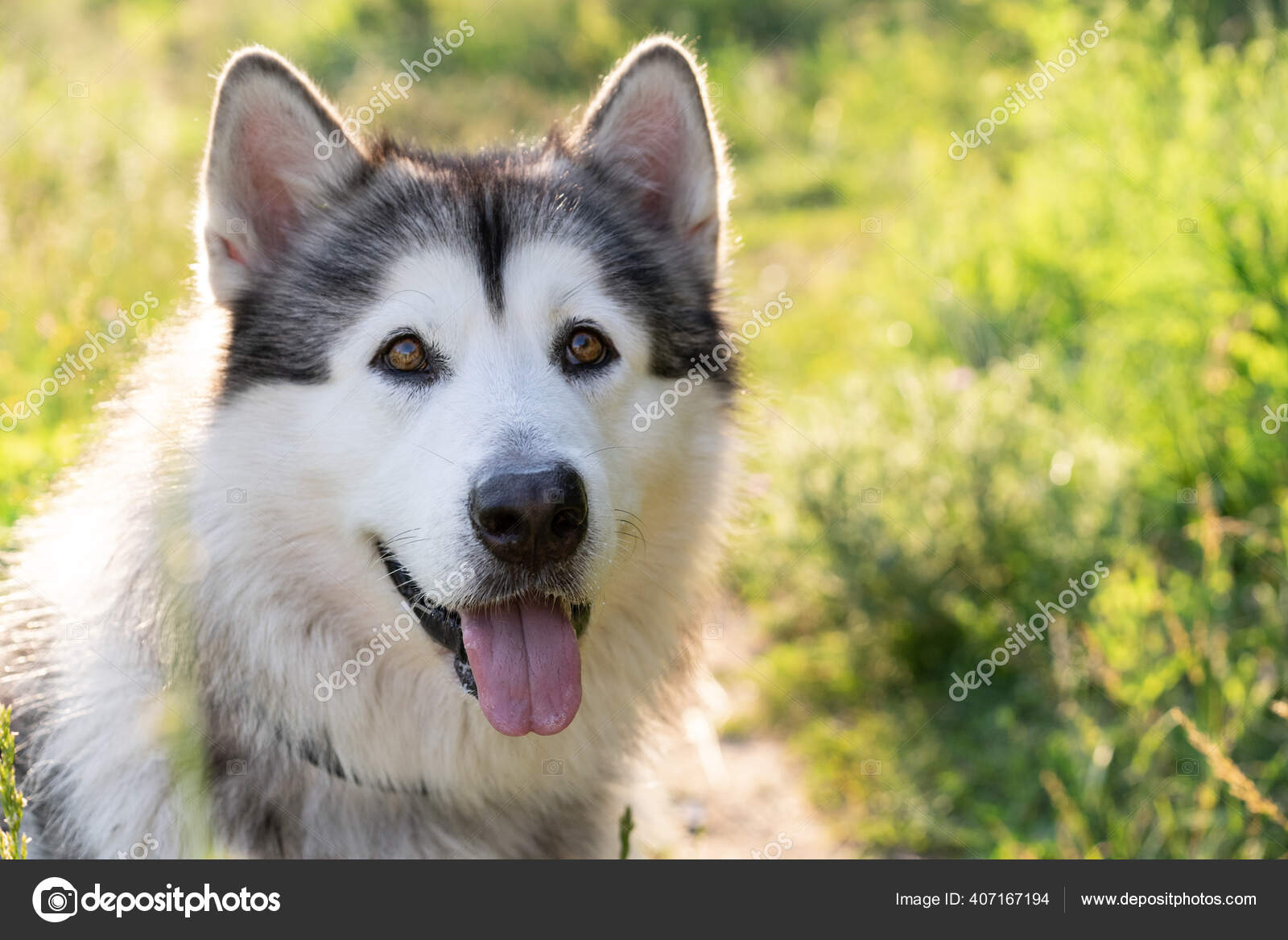 All Black Alaskan Malamute