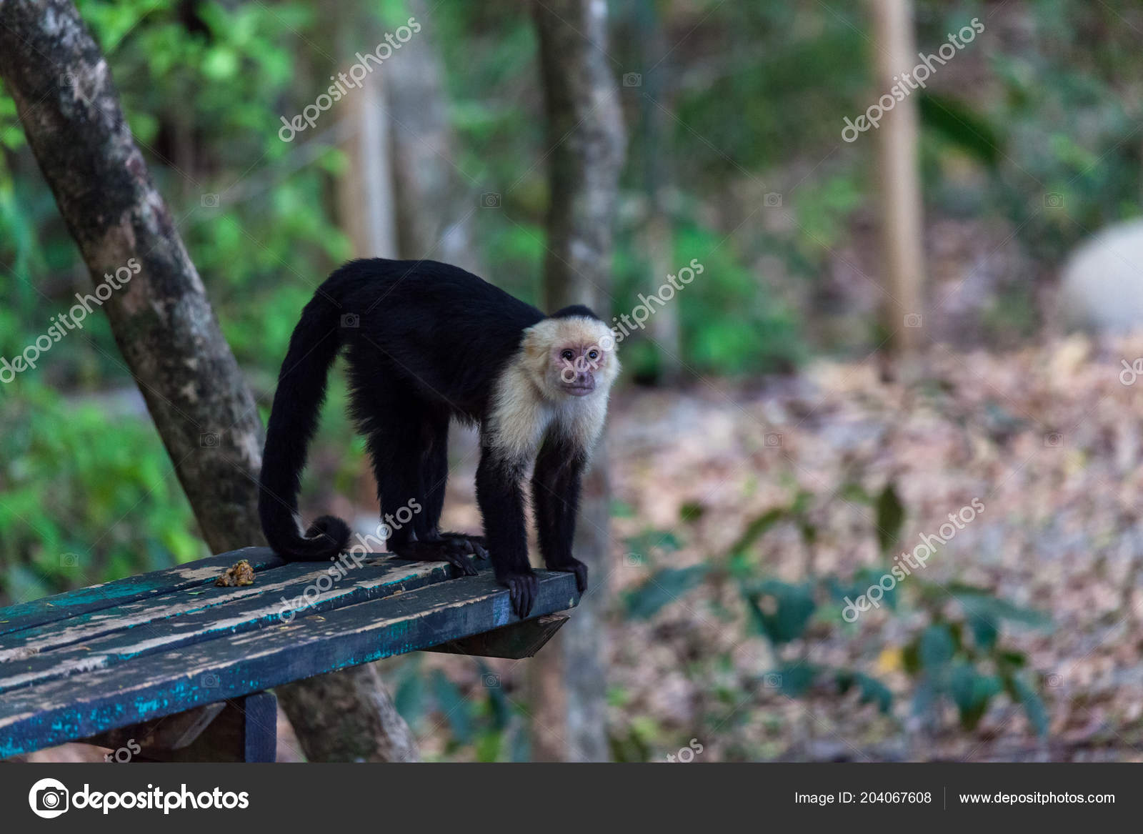 Monkey Standing Up