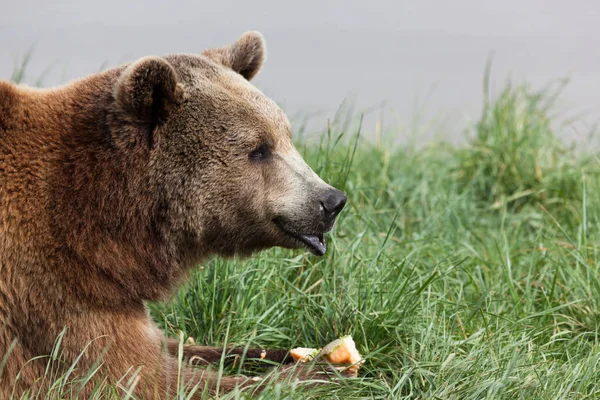 Oso comiendo manzana fotos de stock, imágenes de Oso comiendo manzana ...