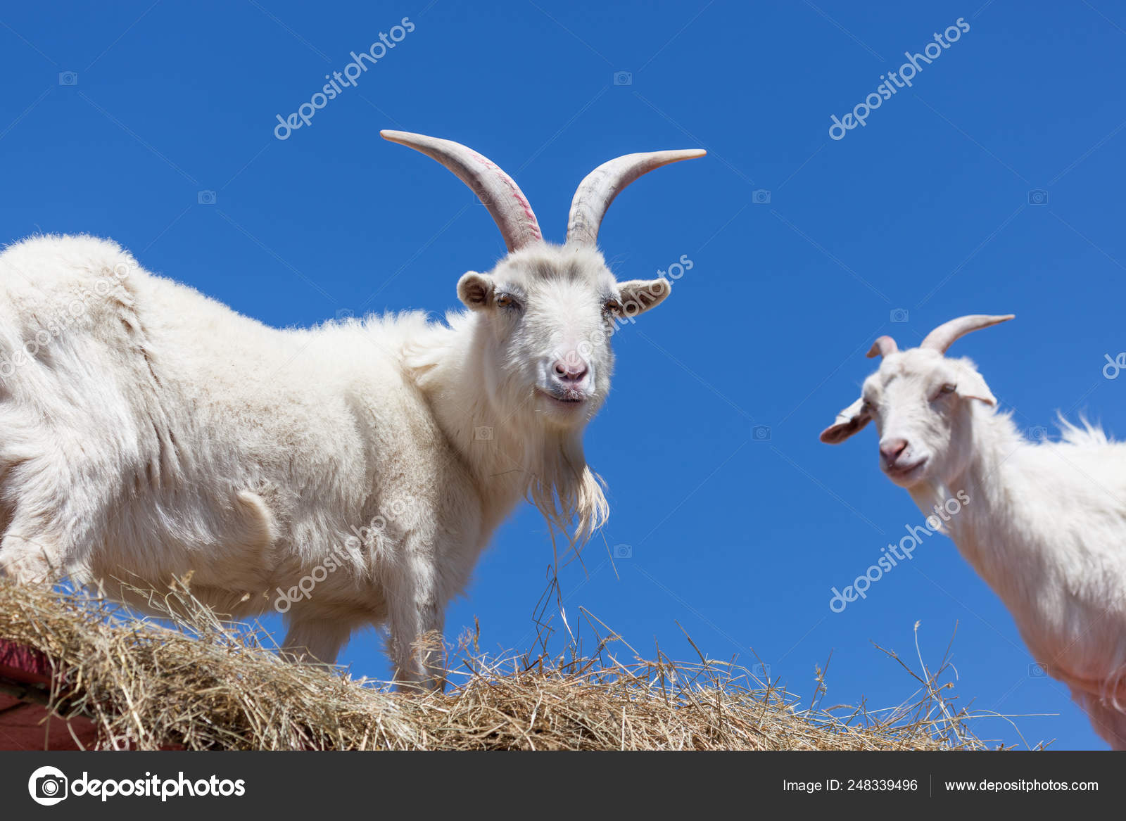 White Goats with Blue Sky Stock Photo by ©tamifreed 248339496