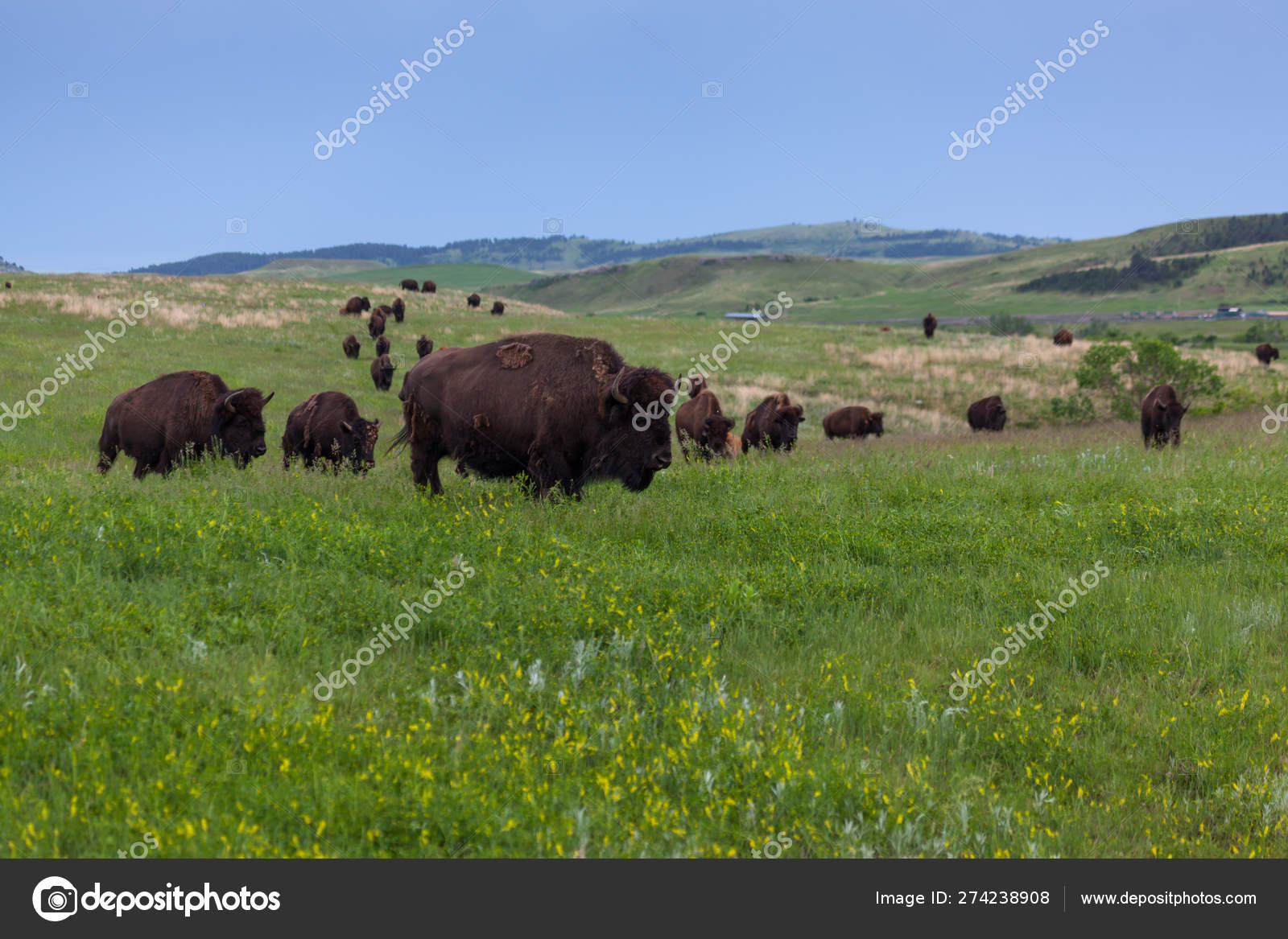 Bison Walking Across the Prairie Stock Photo by ©tamifreed 274238908