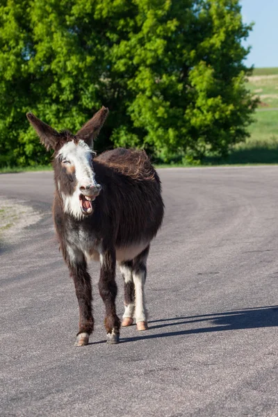 Burro corriendo Stock Photos, Royalty Free Burro corriendo Images ...