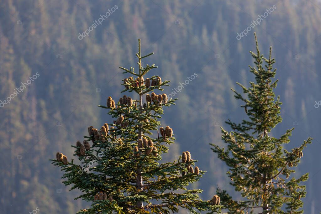 Un abeto Shasta de gran elevación está decorado con grandes conos que ...