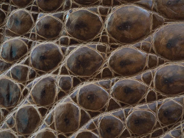 Freshwater crocodile belly skin texture background. Stock Photo by ...