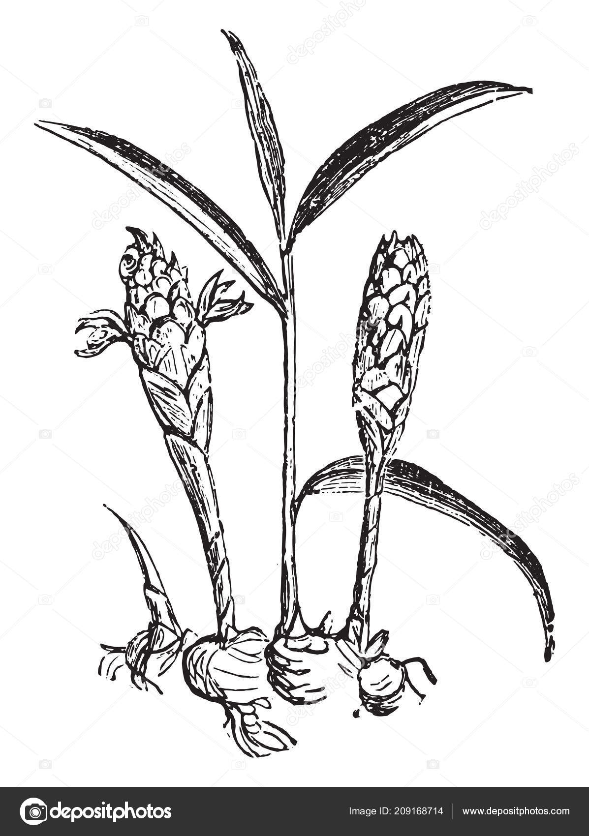 Jengibre Ilustración Grabada Vintage Vector de stock #209168714 de ...