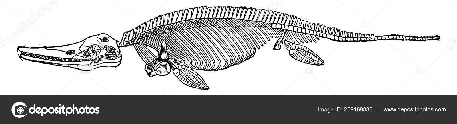 Ichthyosaurus Skeleton