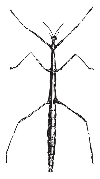 Phasmatodéa Vector Art Stock Images | Depositphotos