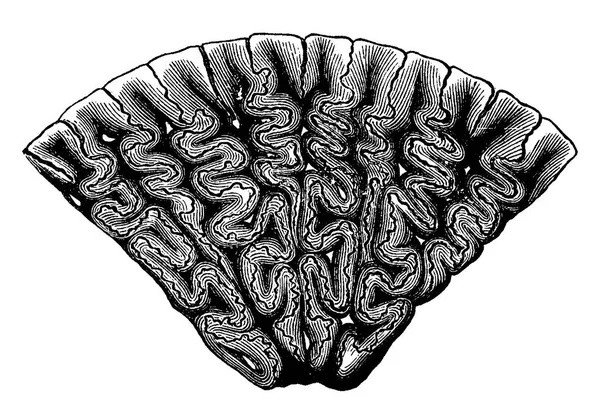 12 Labyrinthodontia Vector Images | Depositphotos