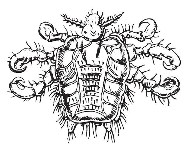 204 Pediculus Vector Images, Pediculus Illustrations | Depositphotos