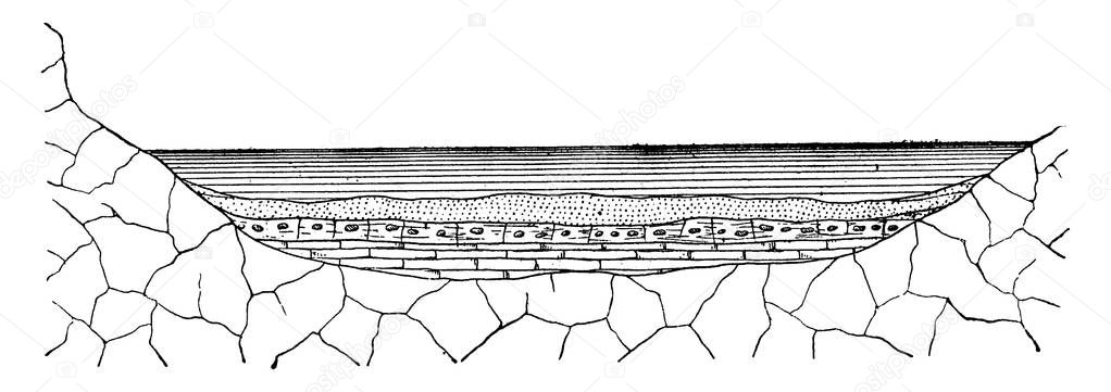 Sedimen Vector Art Stock Images | Depositphotos