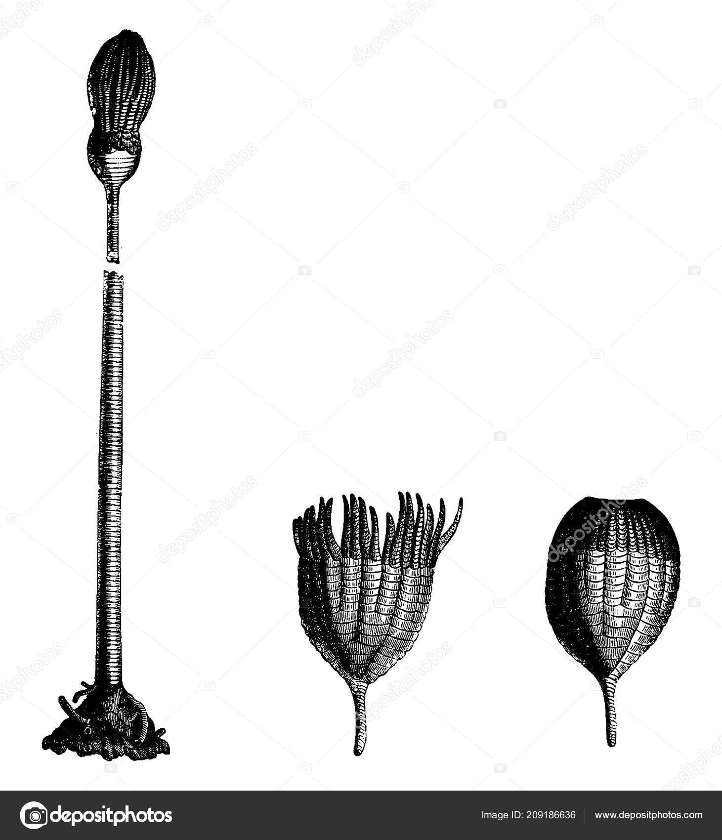First Animals Echinoderms Crinoids Vintage Engraved Illustration Earth ...