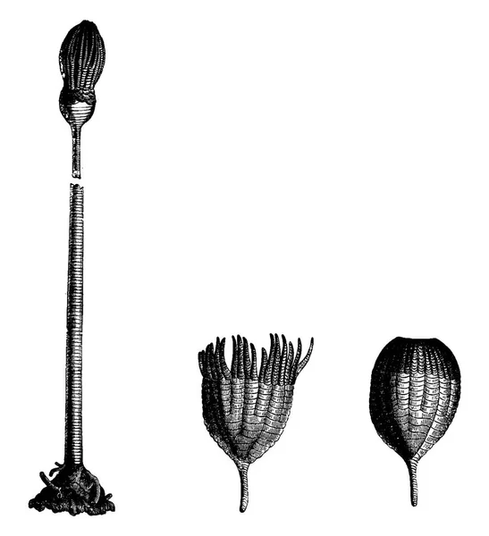 15 Crinoid limestone Vector Images | Depositphotos