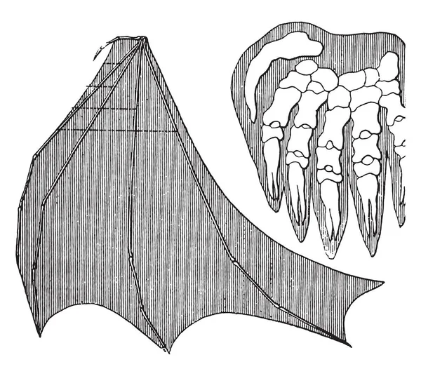 Bat wing skeleton Vector Images | Depositphotos