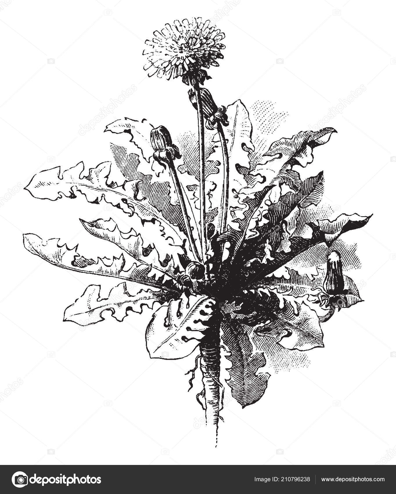 Dandelion Plant Drawing