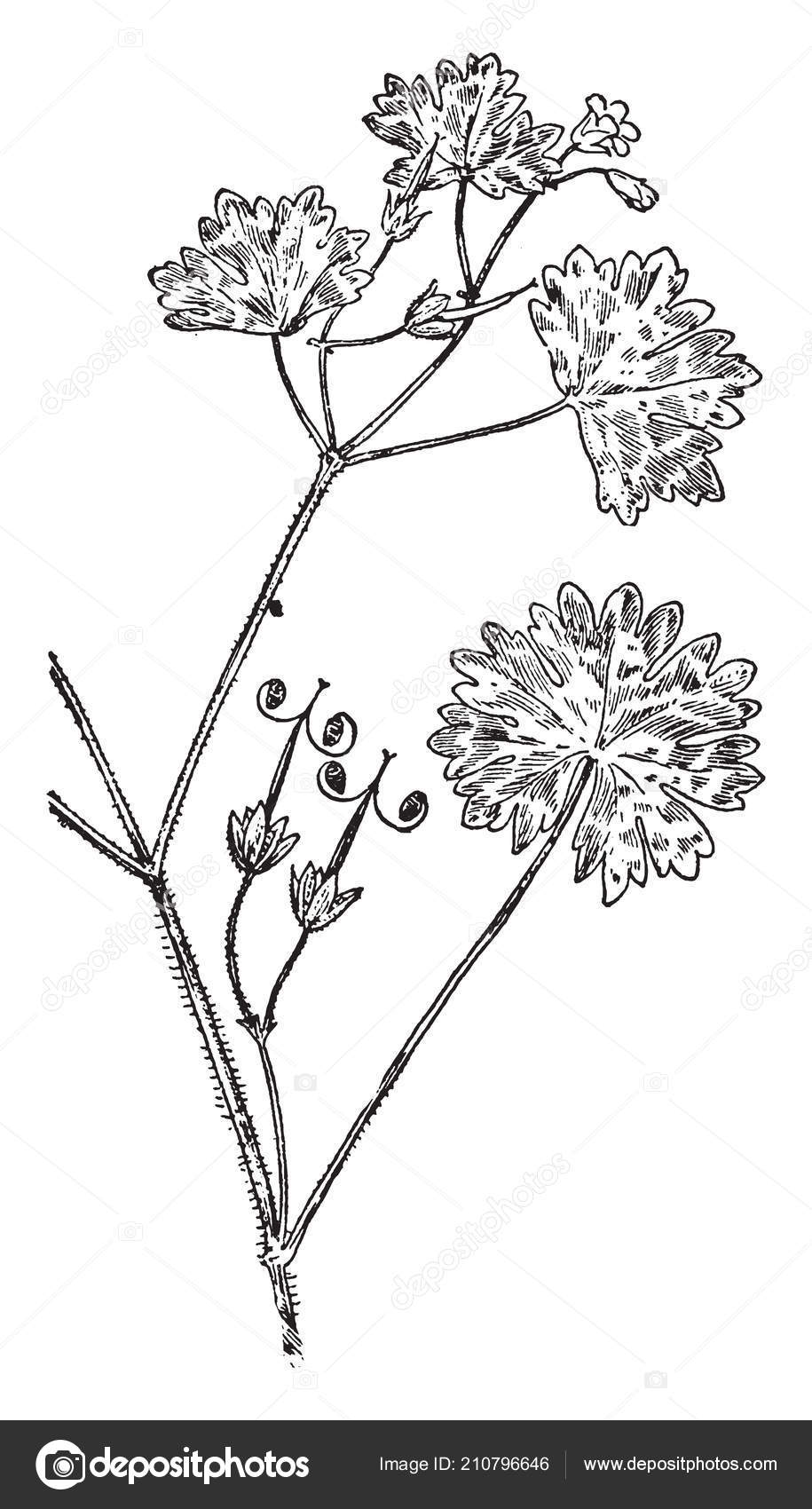 Water Mint Herbaceous Rhizomatous Perennial Plant Non Native Mint ...