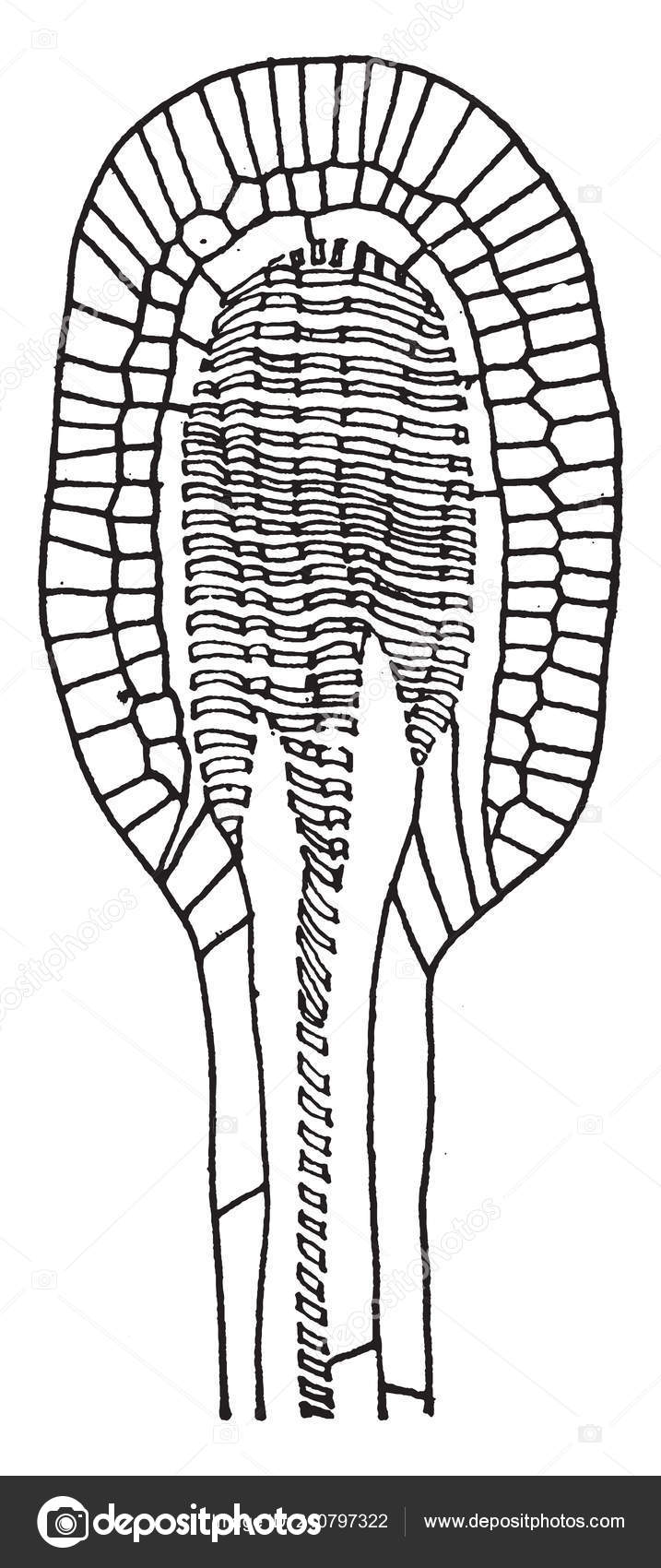 Illustration Represents Union Label Team Drivers Vintage Line Drawing ...