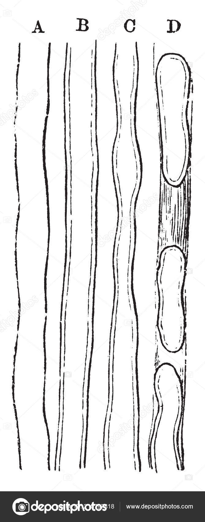 Illustration Represents Primitive Nerve Fibers Vintage Line Drawing ...