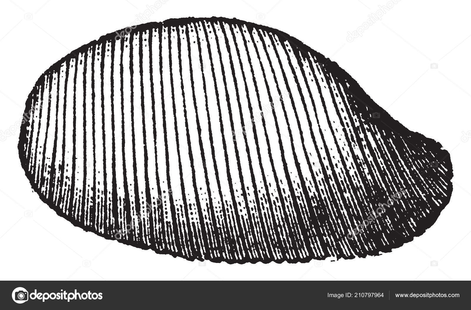 Exterior Bulla Gastropod Exterior Shell Bulla Speciosa Vintage Line ...