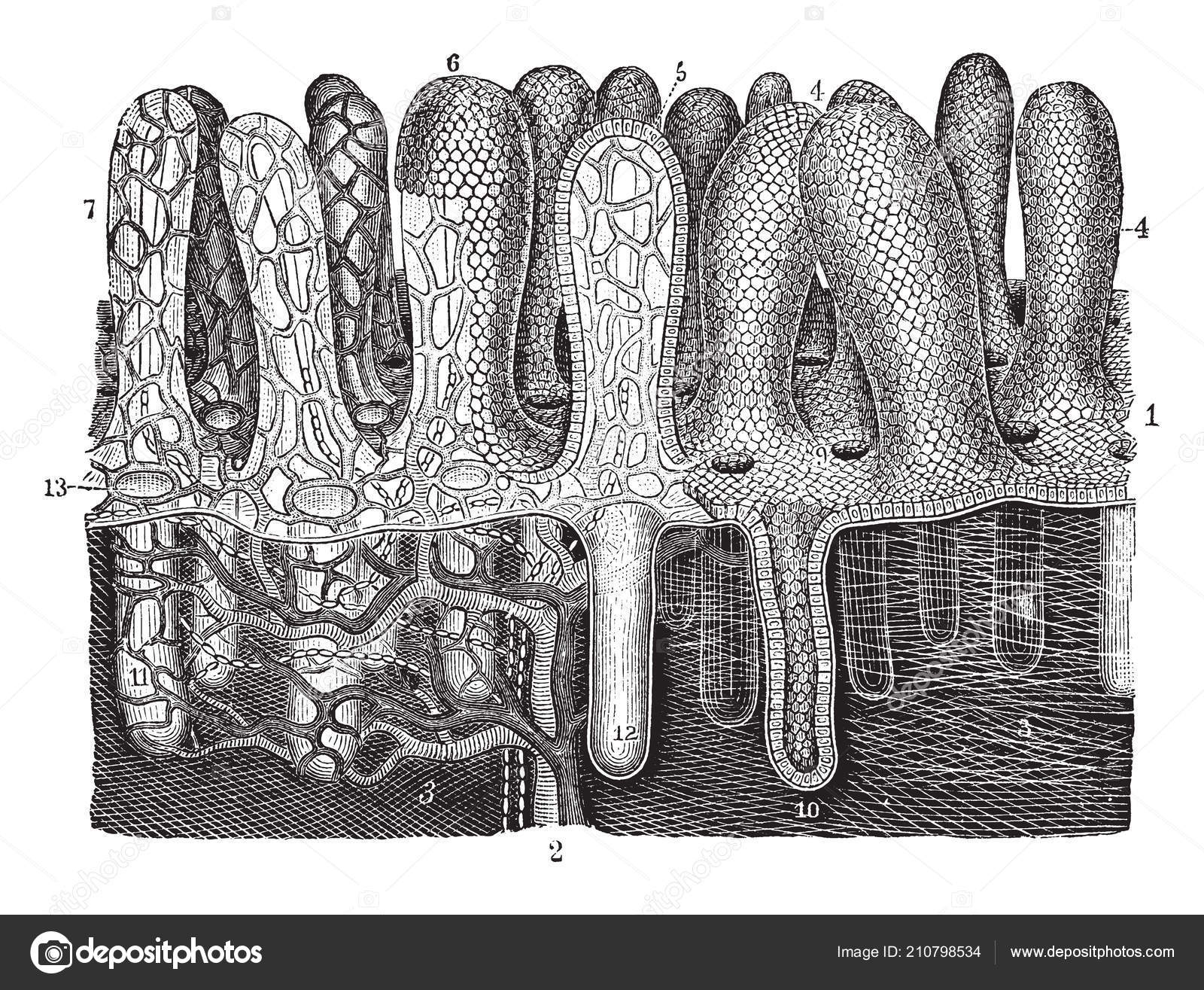 Mucous Membrane of the Ileum, vintage illustration. Stock Illustration ...